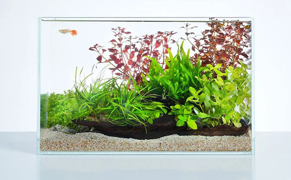What Fish Can Live in a 4 Gallon Tank › Pondon Aquaruim