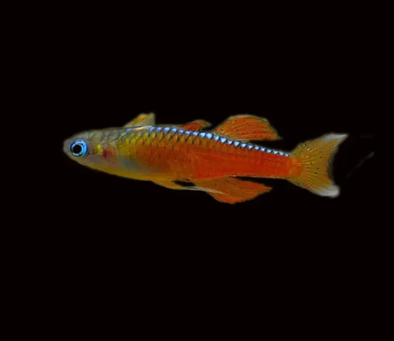 Neon Tetra Fish Care Guide › Pondon Aquaruim